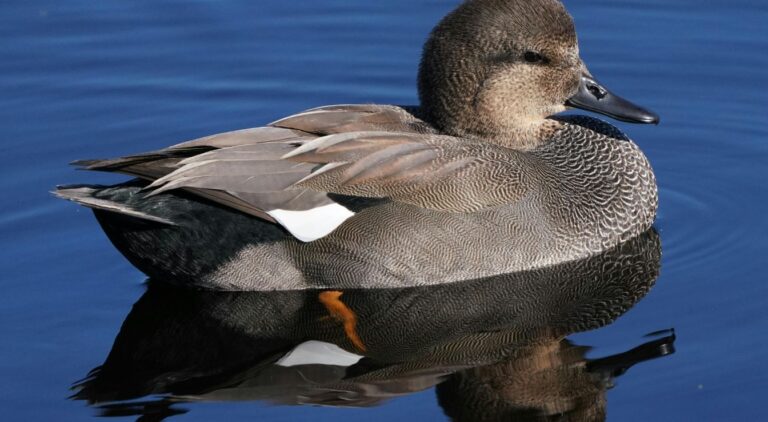Canard Chipeau : Guide Complet Sur Ses Caractéristiques