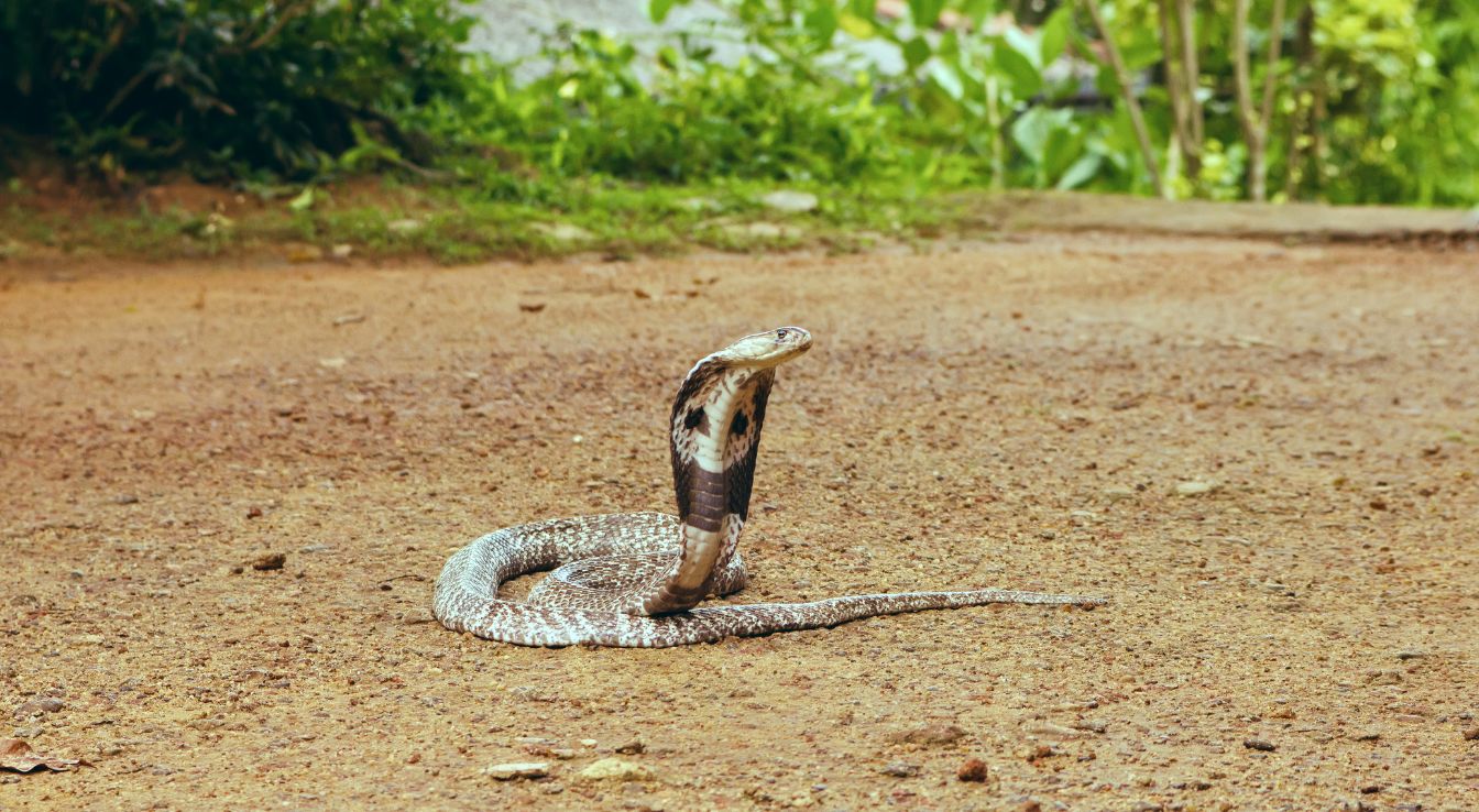 Cobra Indien : Espèces, Variantes Et Identification Facile