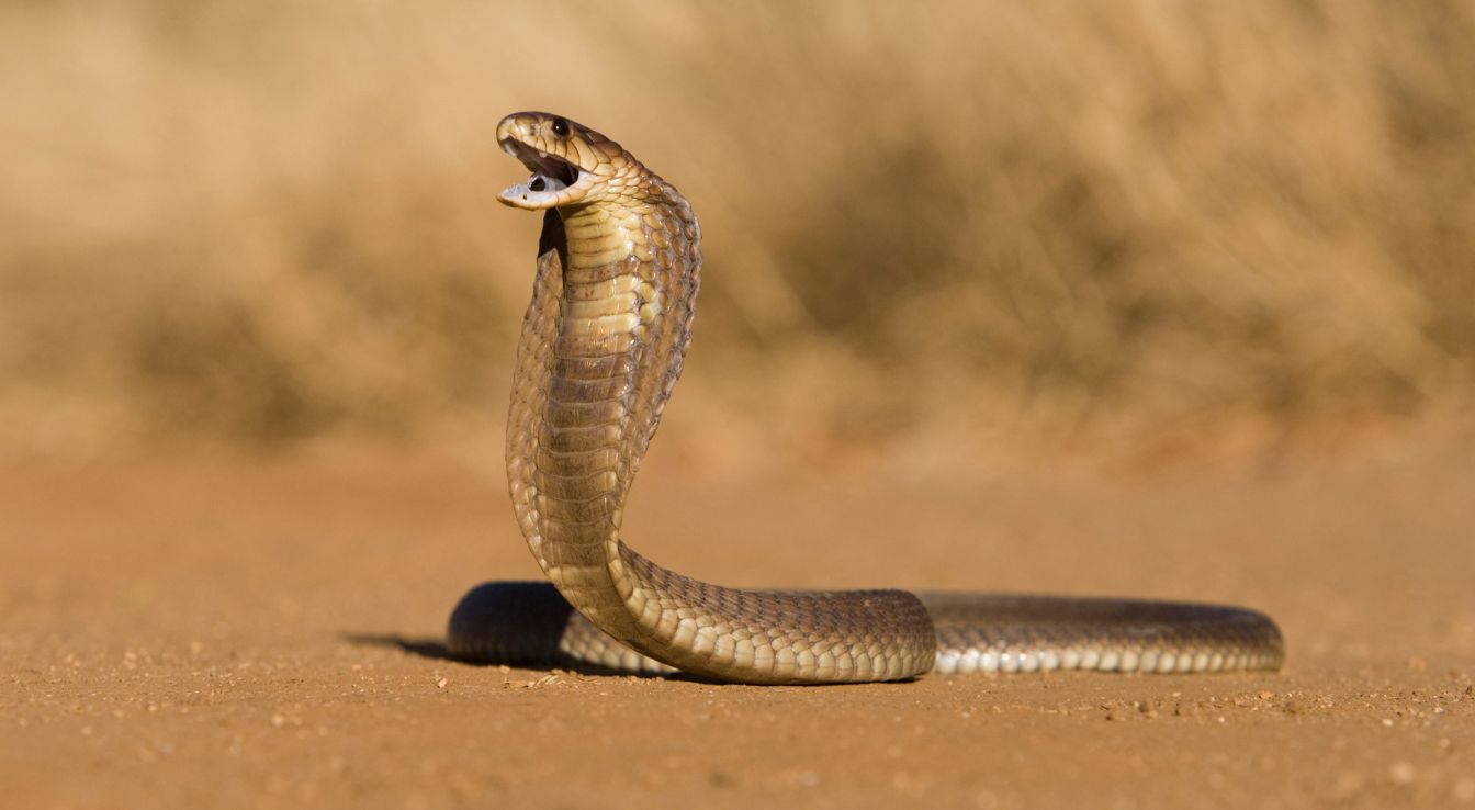 Cobra Royal : Alimentation, Reproduction Et Vie Sauvage