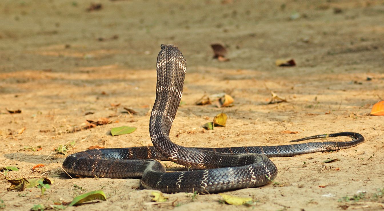 Cobra Royal : Alimentation, Reproduction Et Vie Sauvage