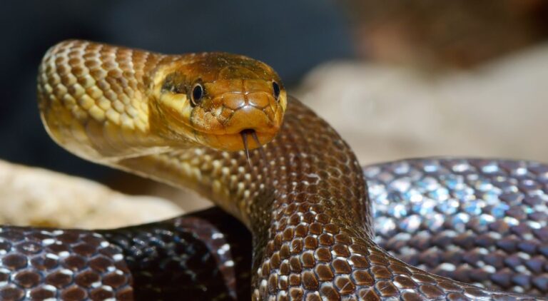 Couleuvre D’Esculape : Serpent Élégant Et Inoffensif