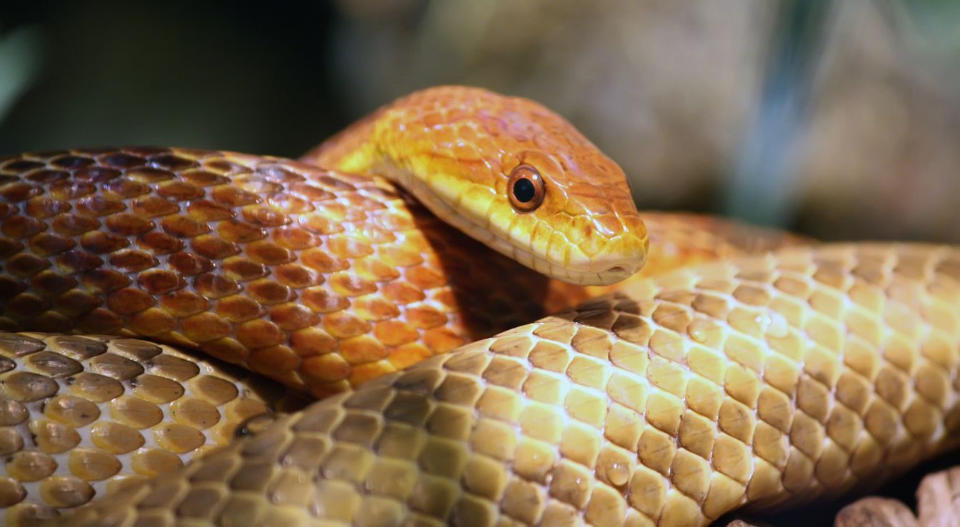 Couleuvre D’Esculape : Serpent Élégant Et Inoffensif