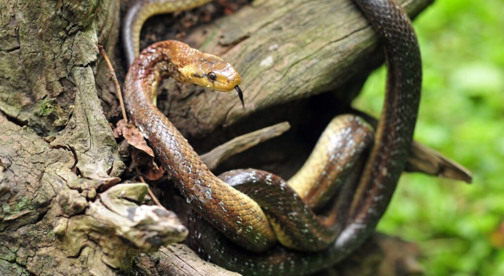 Couleuvre D’Esculape : Serpent Élégant Et Inoffensif