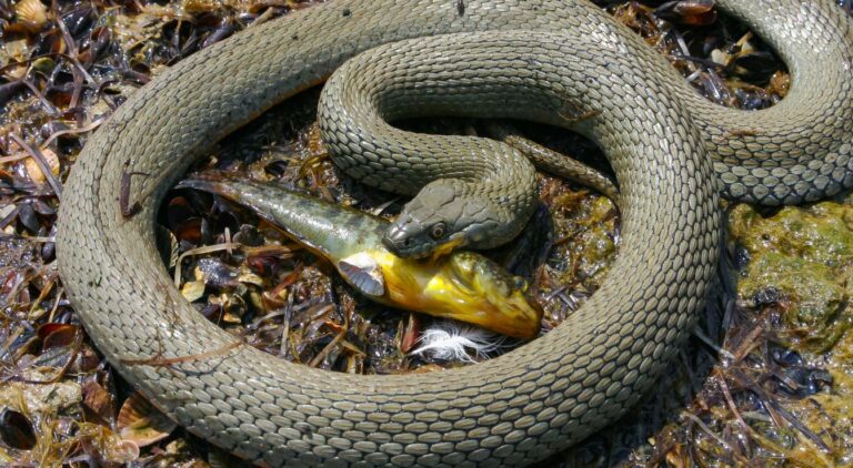 Couleuvre D'eau : Le Serpent Maître Des Milieux Aquatiques
