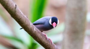 Padda De Java Caractéristiques Et Couleurs Du Plumage