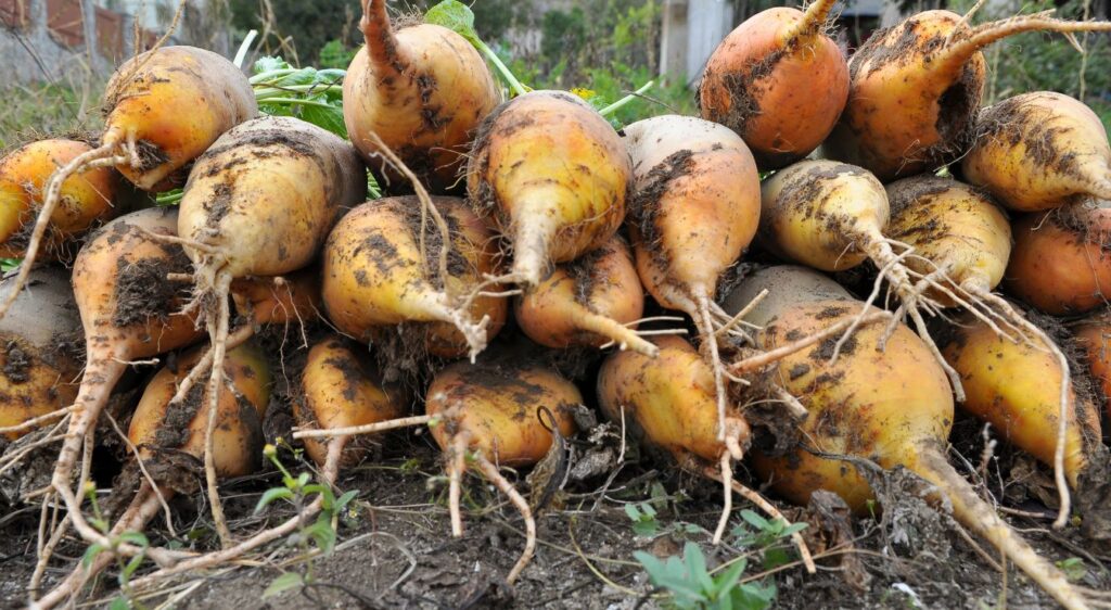 Betterave Fourragère : Espèces Et Principales Variétés