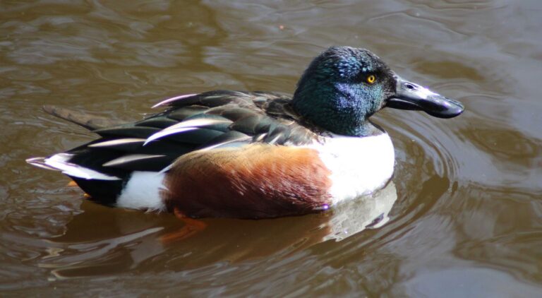 Canard Souchet : Un Migrateur Des Zones Humides