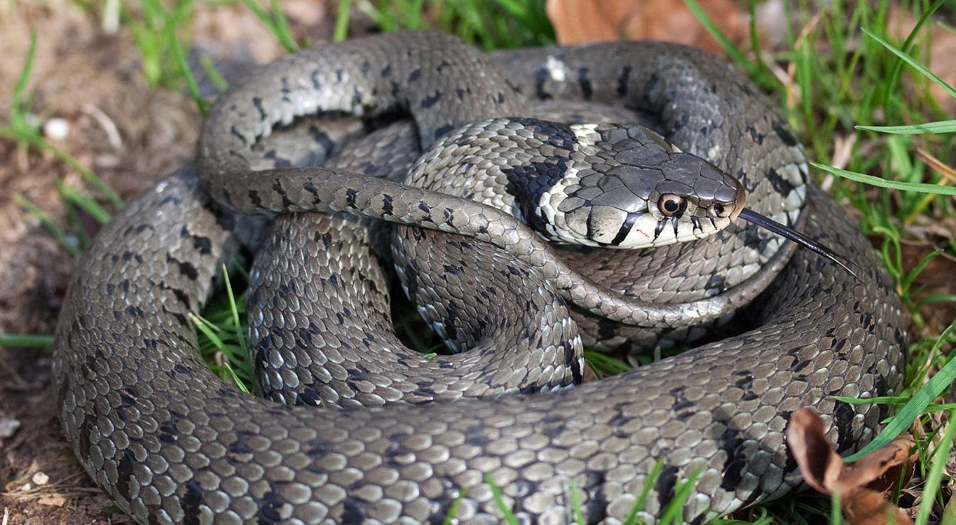 Couleuvre Helvétique : Vie Et Secrets D’un Reptile Suisse