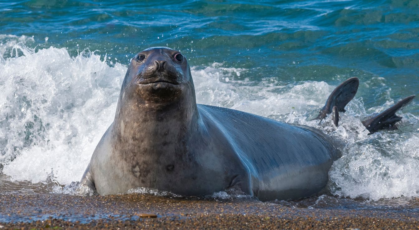 L’éléphant De Mer : Tout Savoir Sur Ce Mammifère Marin