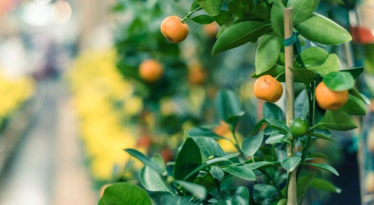 Mandarinier : Comment Le Planter Et L'entretenir Facilement
