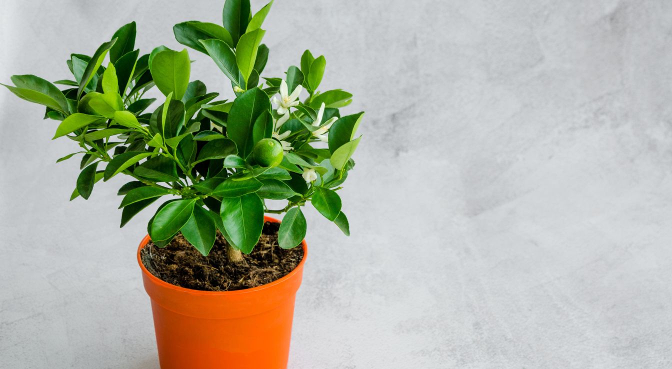 Mandarinier : Comment Le Planter Et L'entretenir Facilement