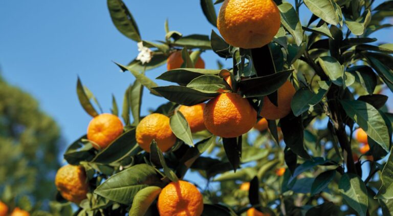 Mandarine : Origine, Variétés Et Usages à Travers Le Monde