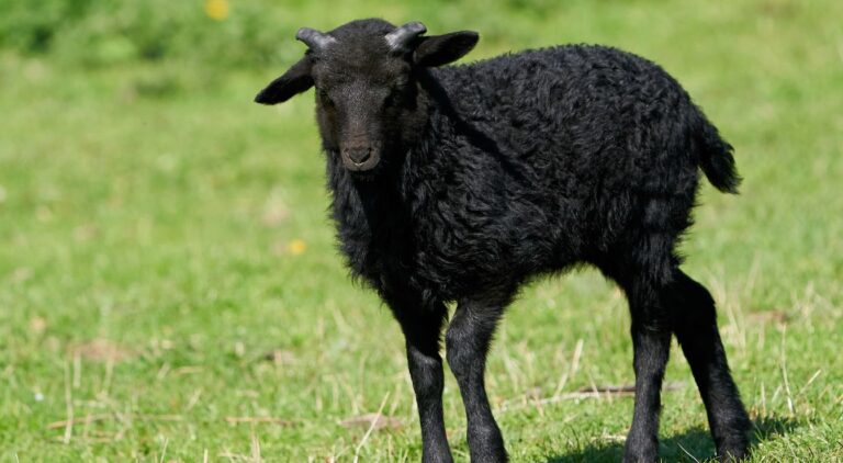 Race De Mouton : Les Espèces Et Variétés Les Plus Connues