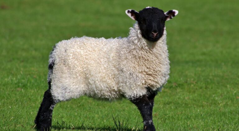 Race De Mouton : Les Espèces Et Variétés Les Plus Connues