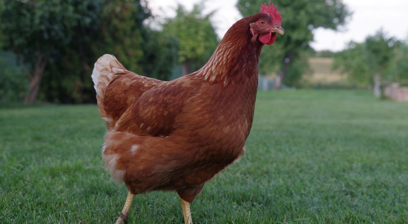 Poule Cotentine : Guide Complet Sur Alimentation Et Santé