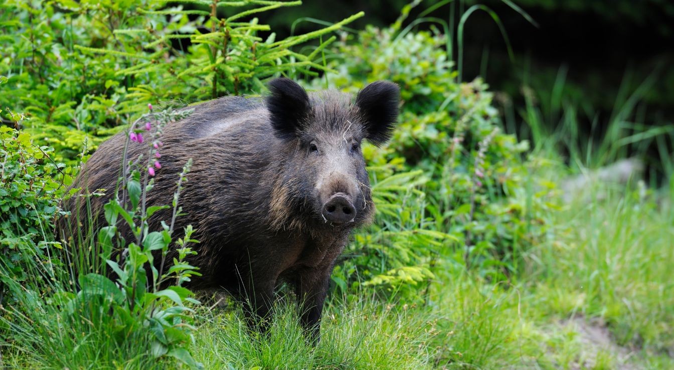 Wild boars: Species, characteristics and diet