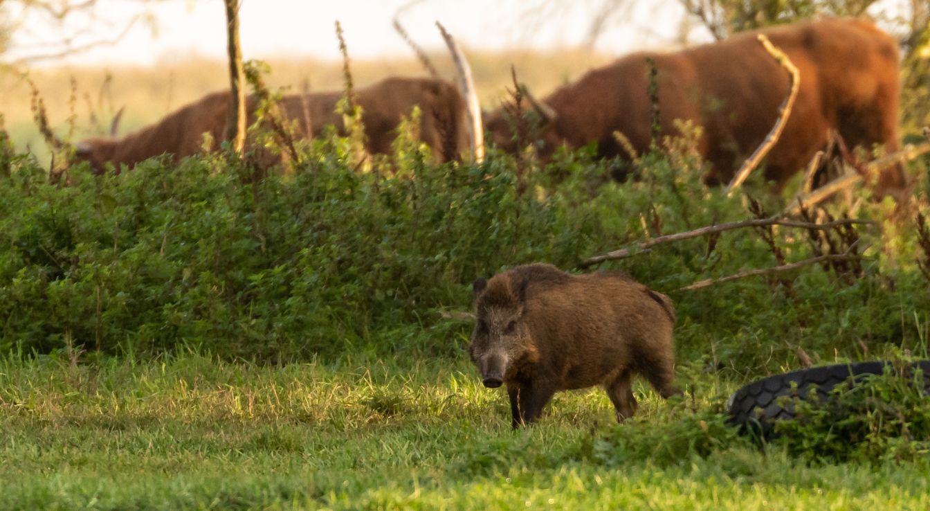 Wild boars: Species, characteristics and diet