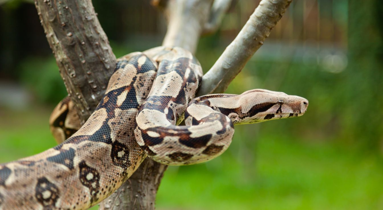 Serpent Boa Constrictor : Espèces Variantes Et Morphes Rares