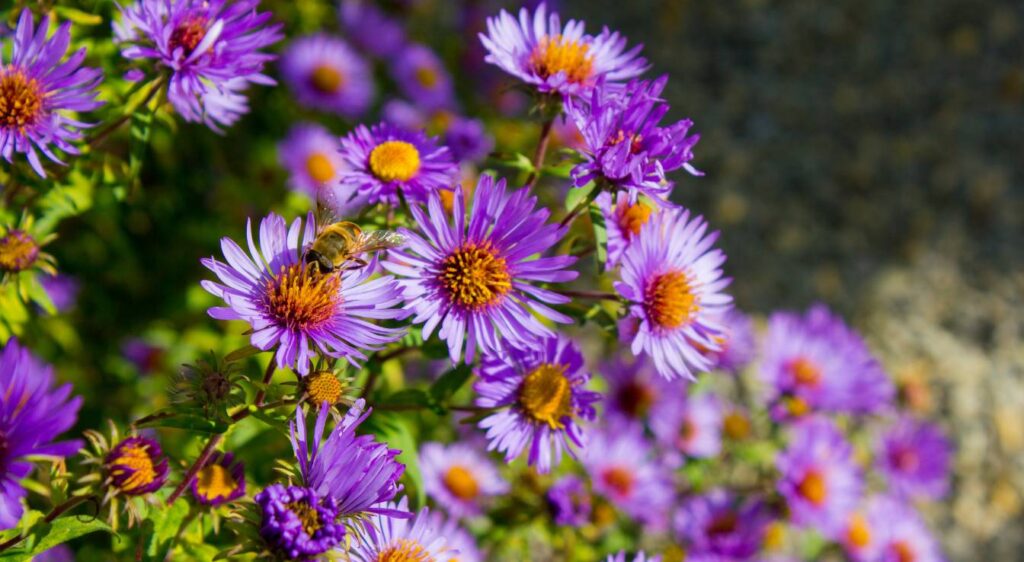 Aster Novi-belgii : Guide Complet Pour Le Jardinier
