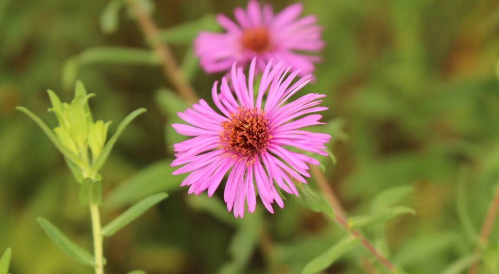 Aster Novi-belgii : Guide Complet Pour Le Jardinier