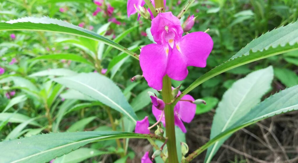 Balsamine Ou Impatiente : Origine, Espèces, Botanique, Usage