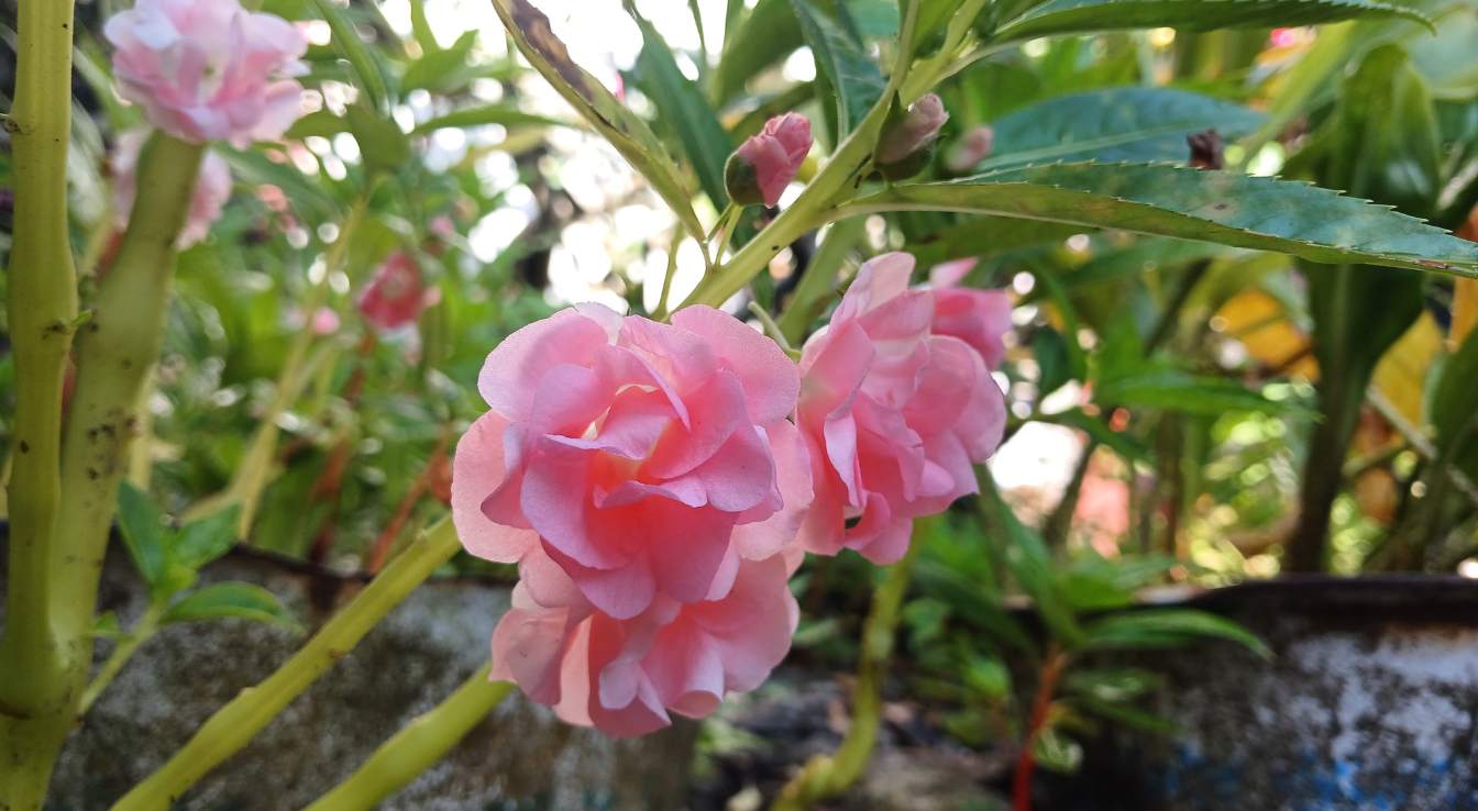 Balsamine Des Jardins : Semis, Bouturage Et Soins Pratiques