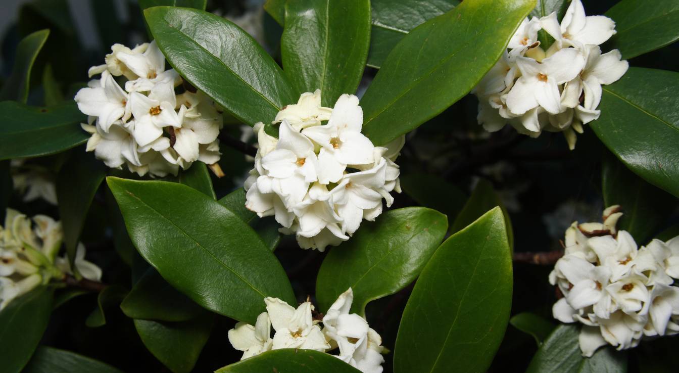 Daphné Odora : Origine, Variétés Et Description Botanique