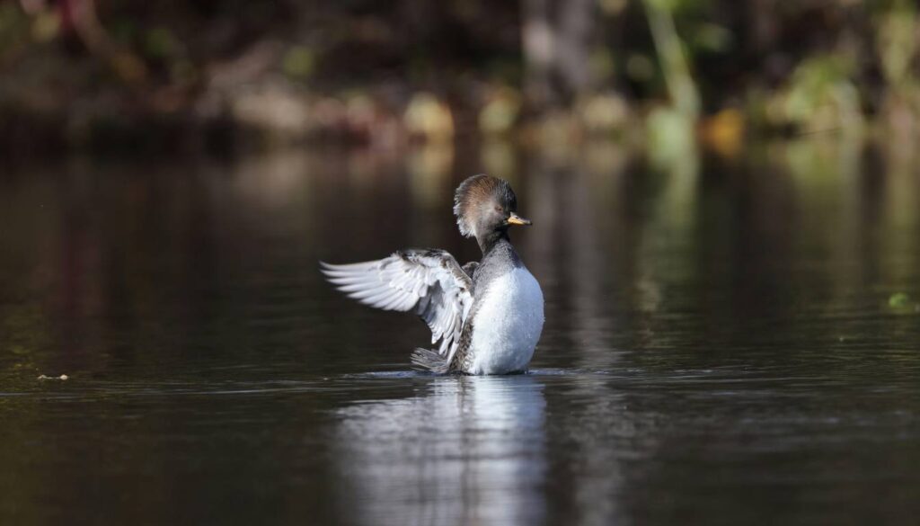 Harle Huppé : Guide Complet Pour Connaître L’oiseau