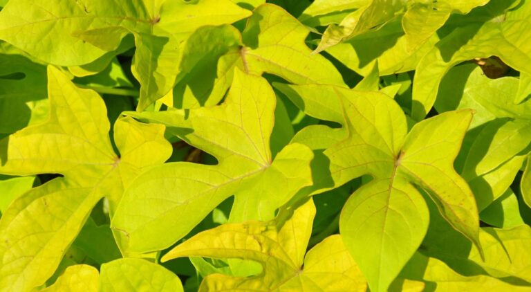 Ipomoea Batatas : Origine, Botanique Et Usages Mondiaux