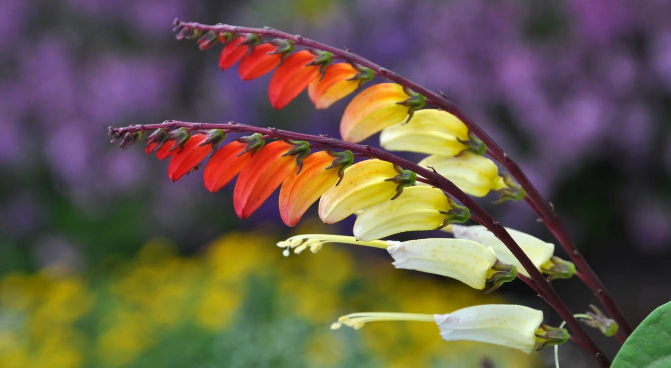 Ipomoea Lobata : Guide Complet Pour Réussir Sa Culture