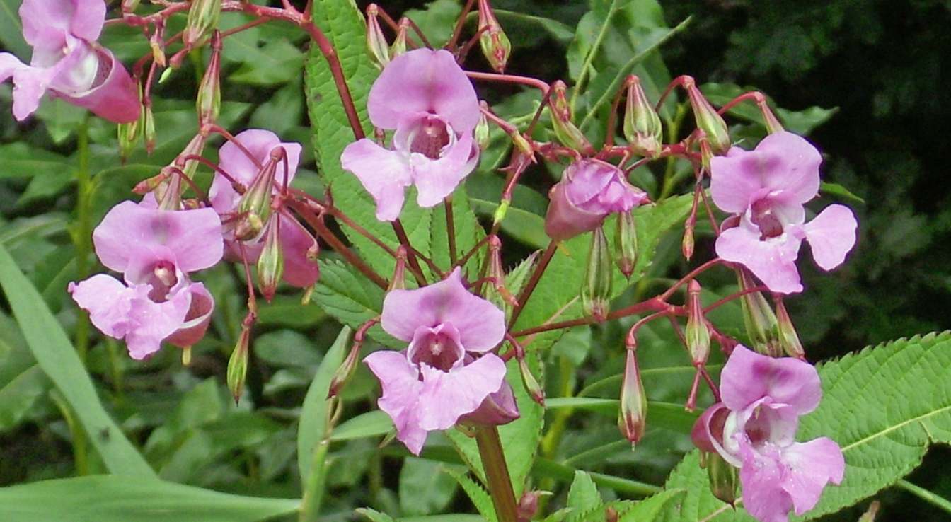 Balsamine De Balfour : Tout Savoir Sur Impatiens Balfourii