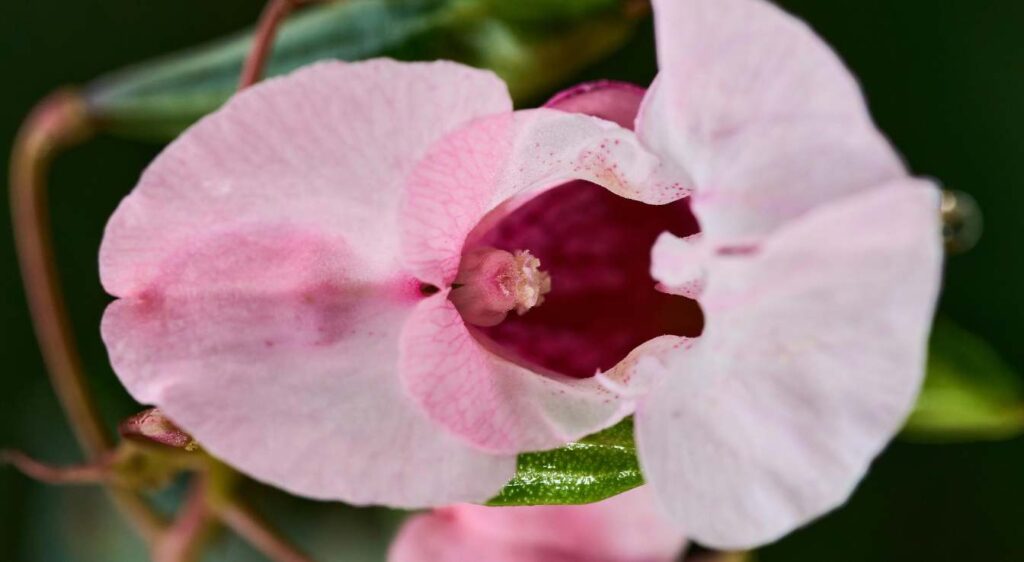 Balsamine De Balfour : Tout Savoir Sur Impatiens Balfourii