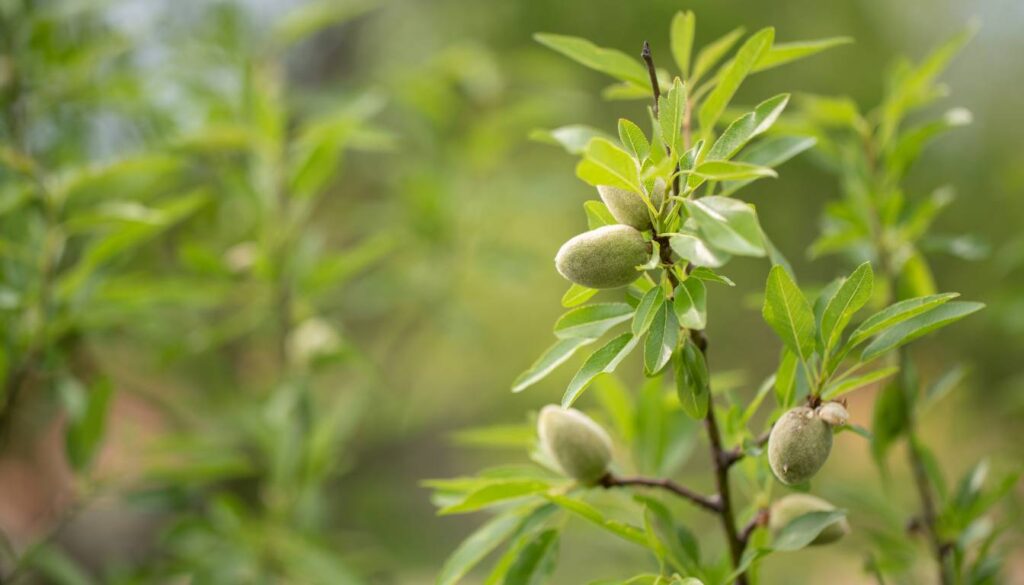 Noix De Pécan : Origine, Variétés Et Description Botanique