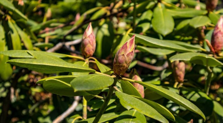 Rhododendron : Guide Complet Sur Ce Genre Fascinant