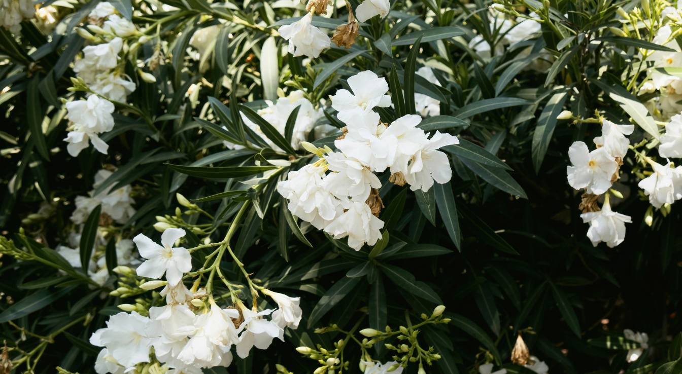 Rhododendron Indicum : Où Planter Et Préparer Le Sol Parfait
