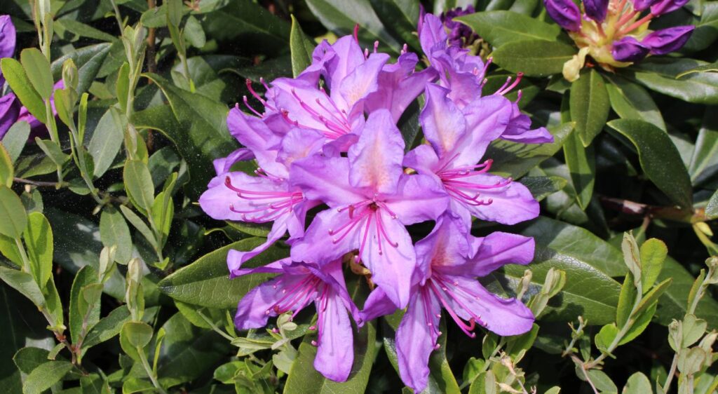 Rhododendron Pontique : Guide Complet Pour Bien Le Cultiver