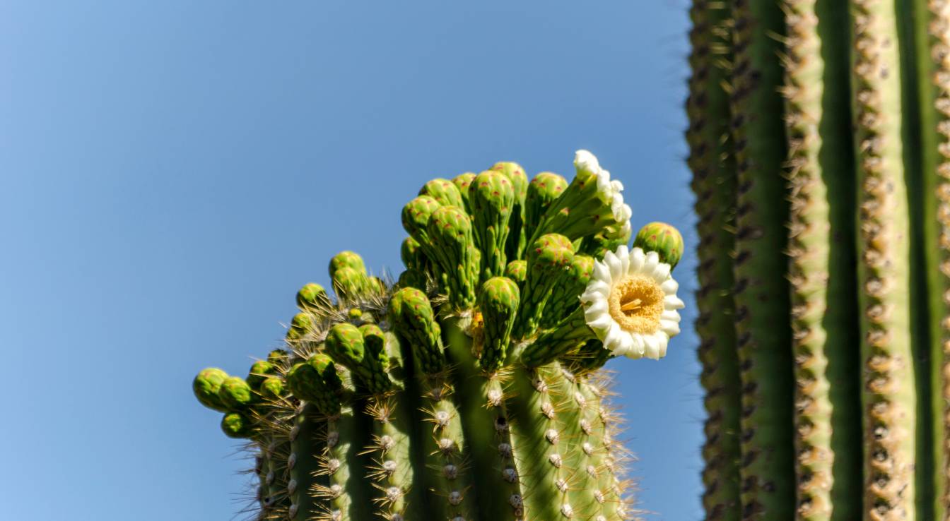Saguaro : Origine, Histoire Et Secrets De Ce Cactus Géant