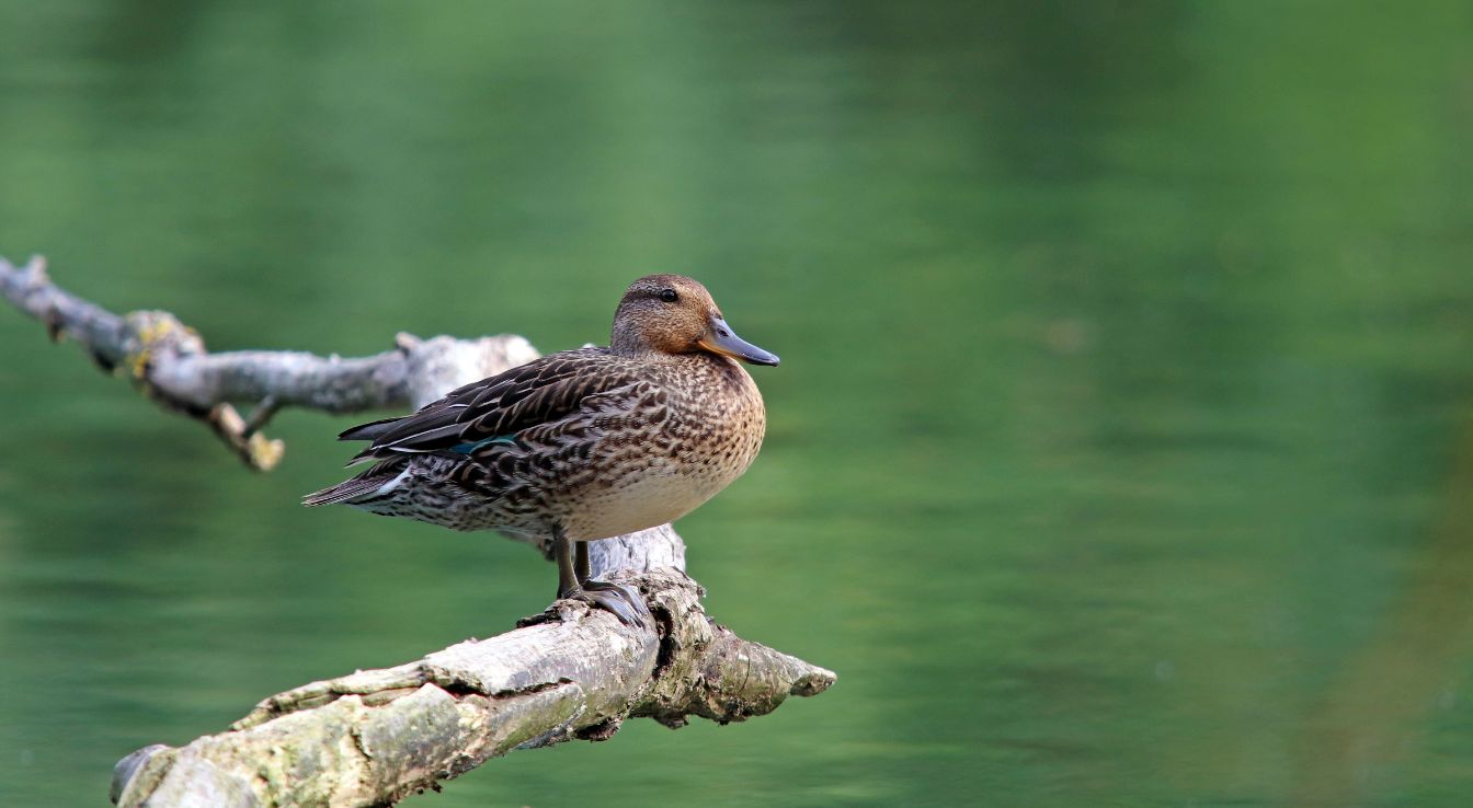 Sarcelle D’hiver : Guide Complet Sur Son Origine Et Habitat