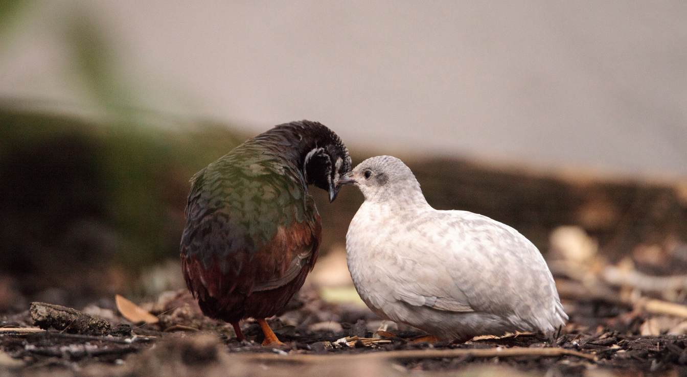 Caille De Chine Tout Savoir Sur Cet Oiseau D levage caille-de-chine-tout-savoir-sur-cet-oiseau-d-levage