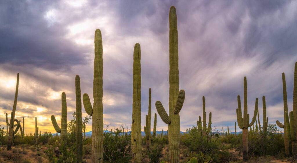 Saguaro Carnegiea : Guide Complet Pour Réussir Sa Culture