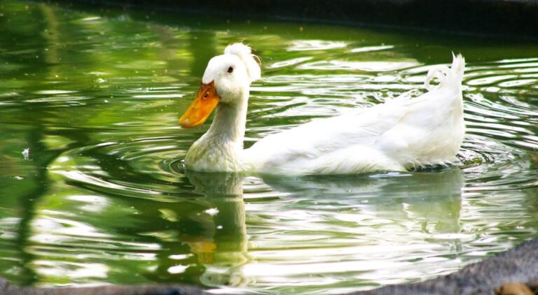 Canard Huppé : Guide Complet Sur Origine Et Caractéristiques