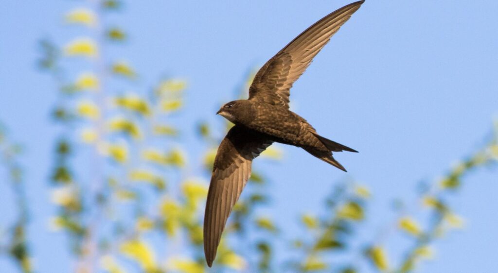 Martinet : Oiseau Fascinant, Origine Et Sa Répartition