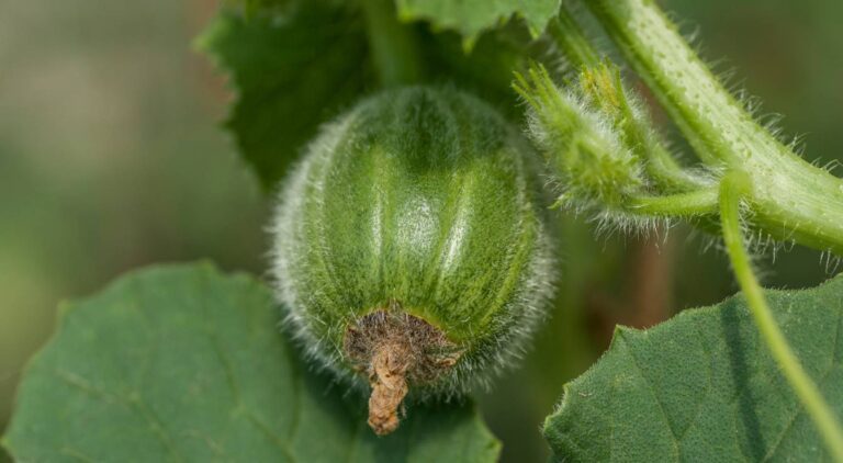 Melon : Origine, Variétés Et Secrets De Ce Fruit Savoureux