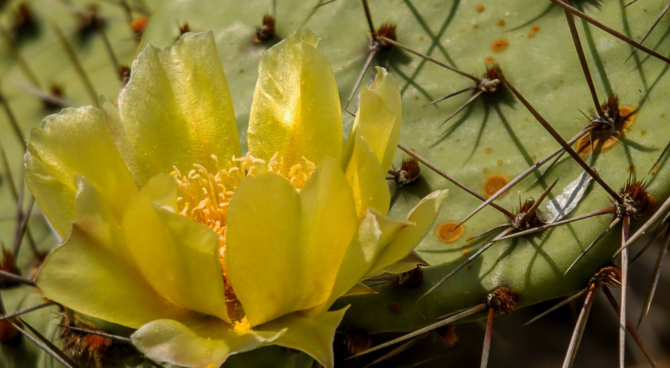 Opuntia Consolea : Guide Complet De Plantation Et Entretien