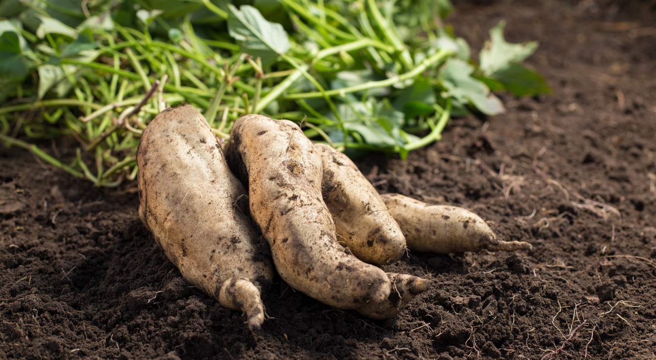 Patate Douce Blanche : Tout Savoir Sur Ses Variétés, Usages