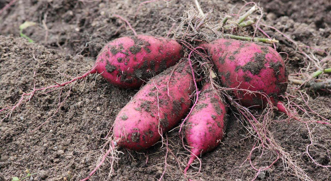 Patate Douce Violette : Origine, Variétés, Usages, Bienfaits