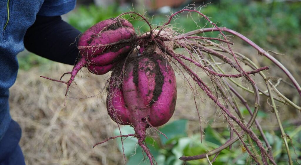 Patate Douce Violette : Origine, Variétés, Usages, Bienfaits