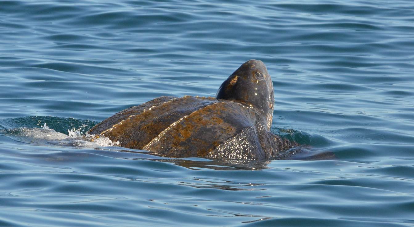 Tortue Luth : Guide Complet Sur Son Origine Et Sa Vie