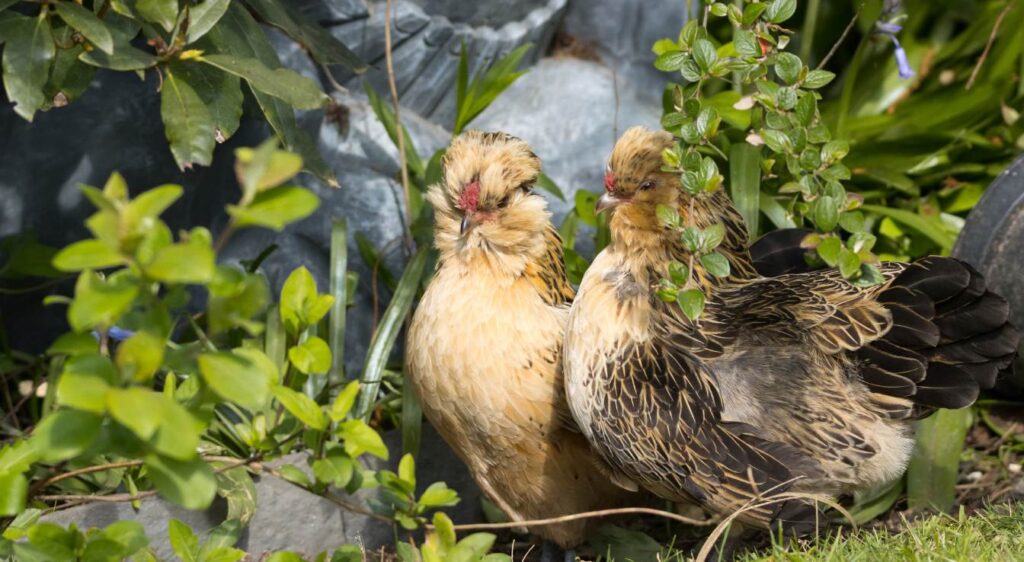 Barbu D’Anvers : Espèces, Variantes Et Couleurs Du Plumage