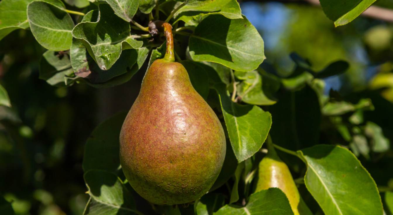 Poire Louise Bonne : Tout Savoir Sur Cette Variété Prisée
